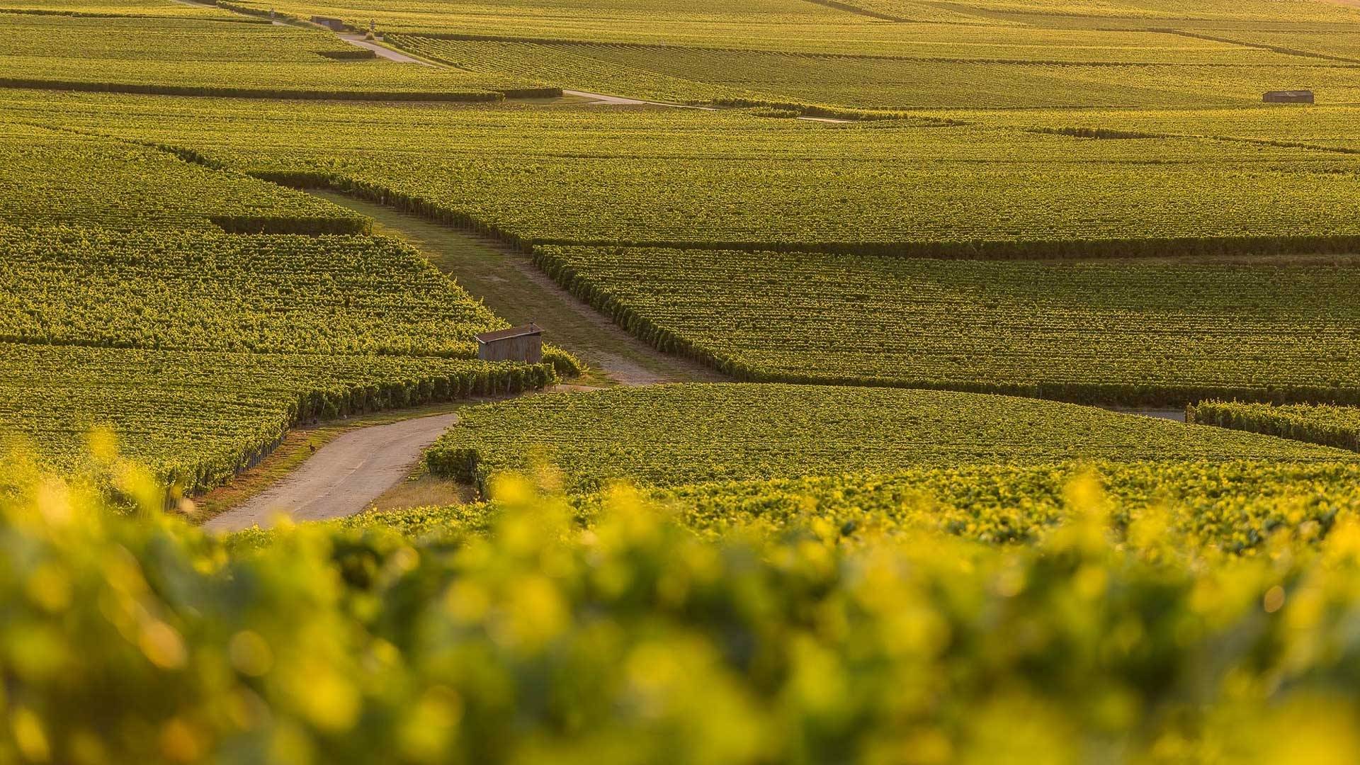 Champagne Jean Velut in Montgueux: Book your visit