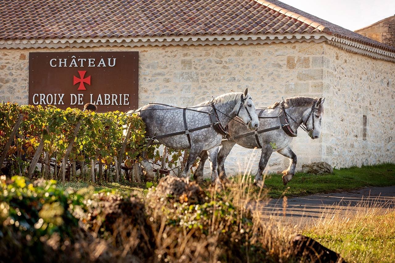 Visite Château Croix De Labrie - Bordeaux