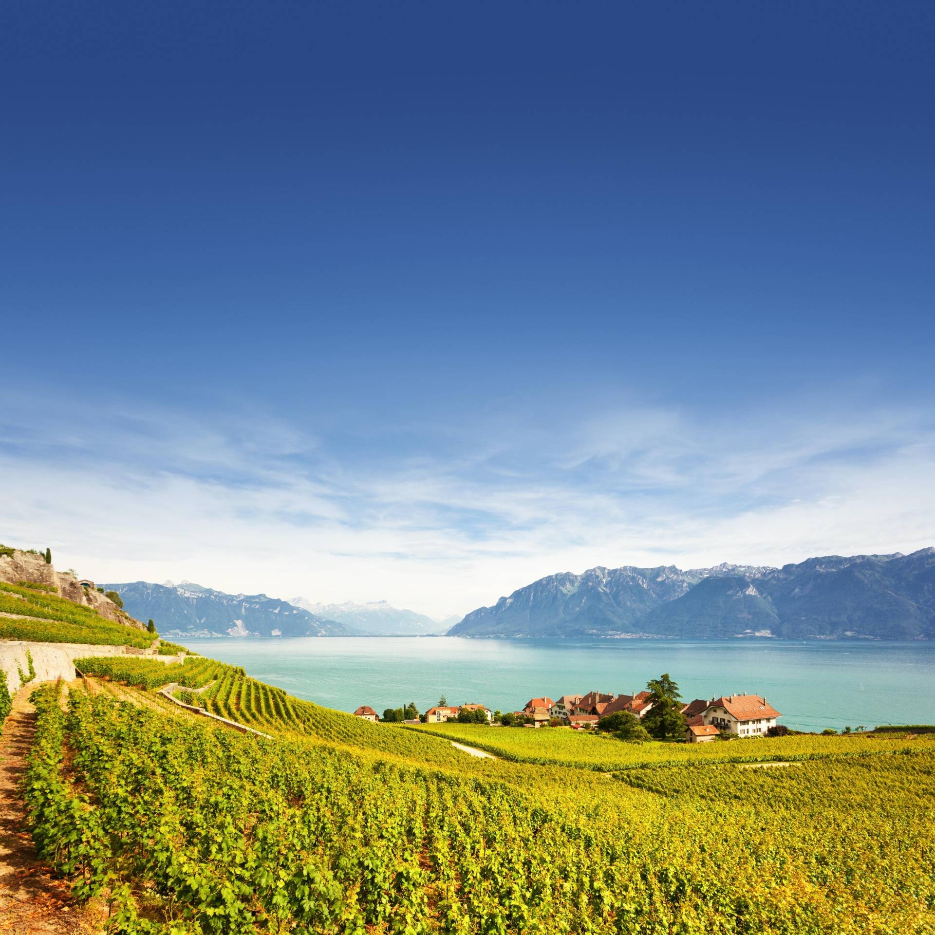 Vignoble Vaud ⭐️ TOP Visites Cave & Dégustations Vin (2023)