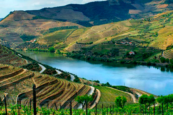 Vignoble Távora-Varosa ⭐️ TOP Visites Cave & Dégustations Vin (2023)