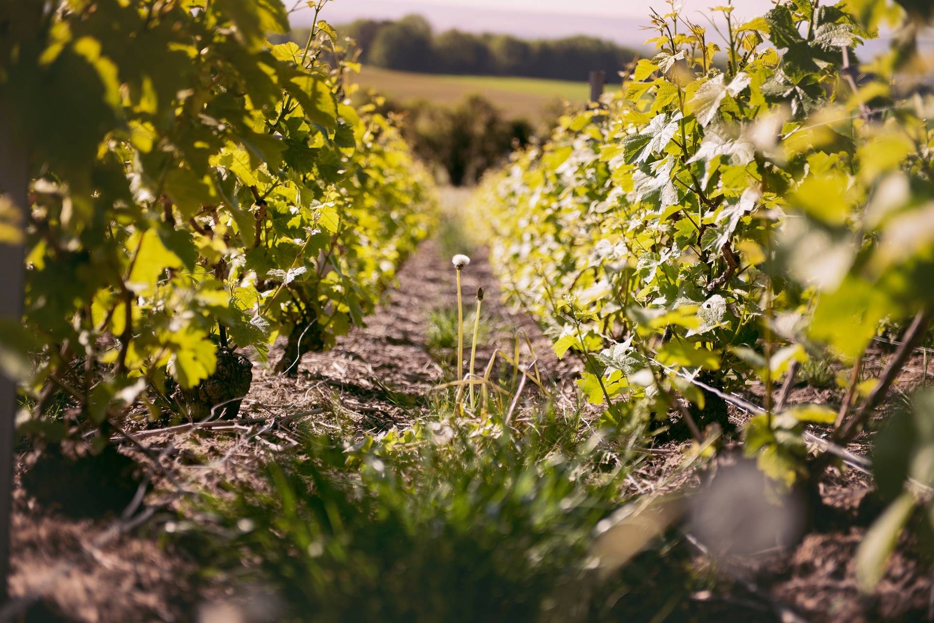Champagne Cuillier in Pouillon: Book your visit